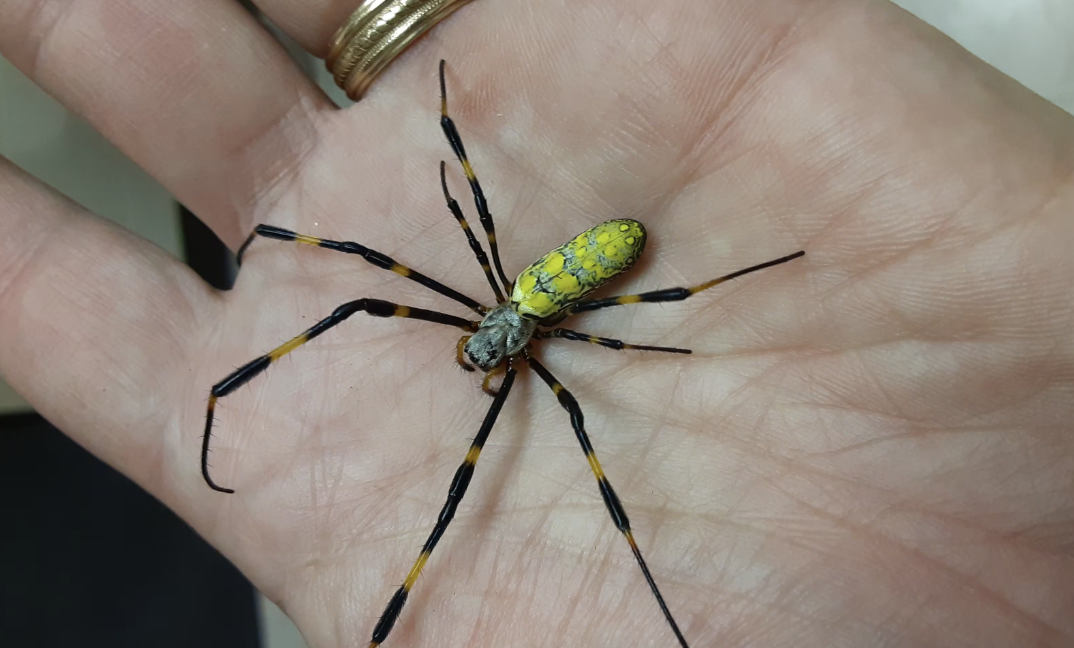 Invasive Joro Spider Is Spreading Everywhere – Trending Newsfeed